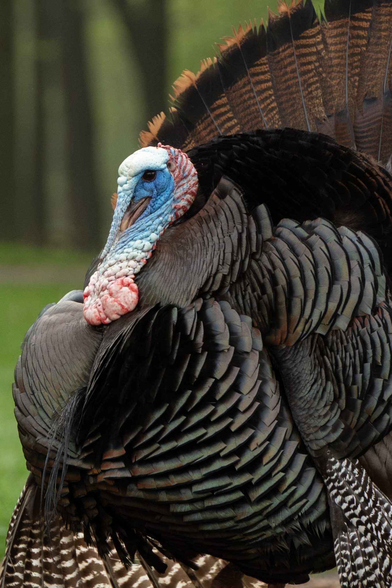Ohio’s Spring Wild Turkey Hunting Begins in April - Litter MediaLitter ...