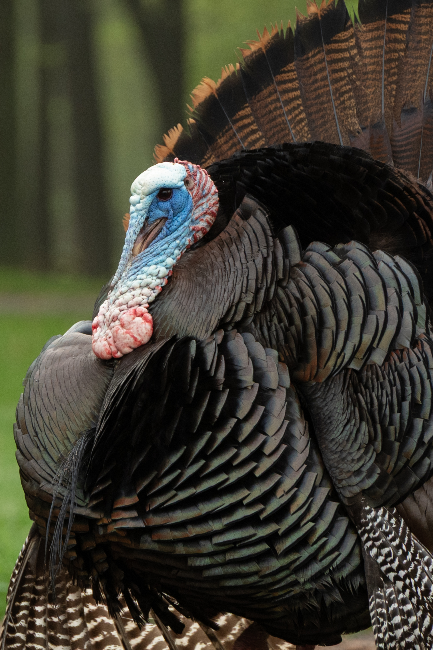 Ohio’s Spring Wild Turkey Hunting Begins in April - Litter MediaLitter ...